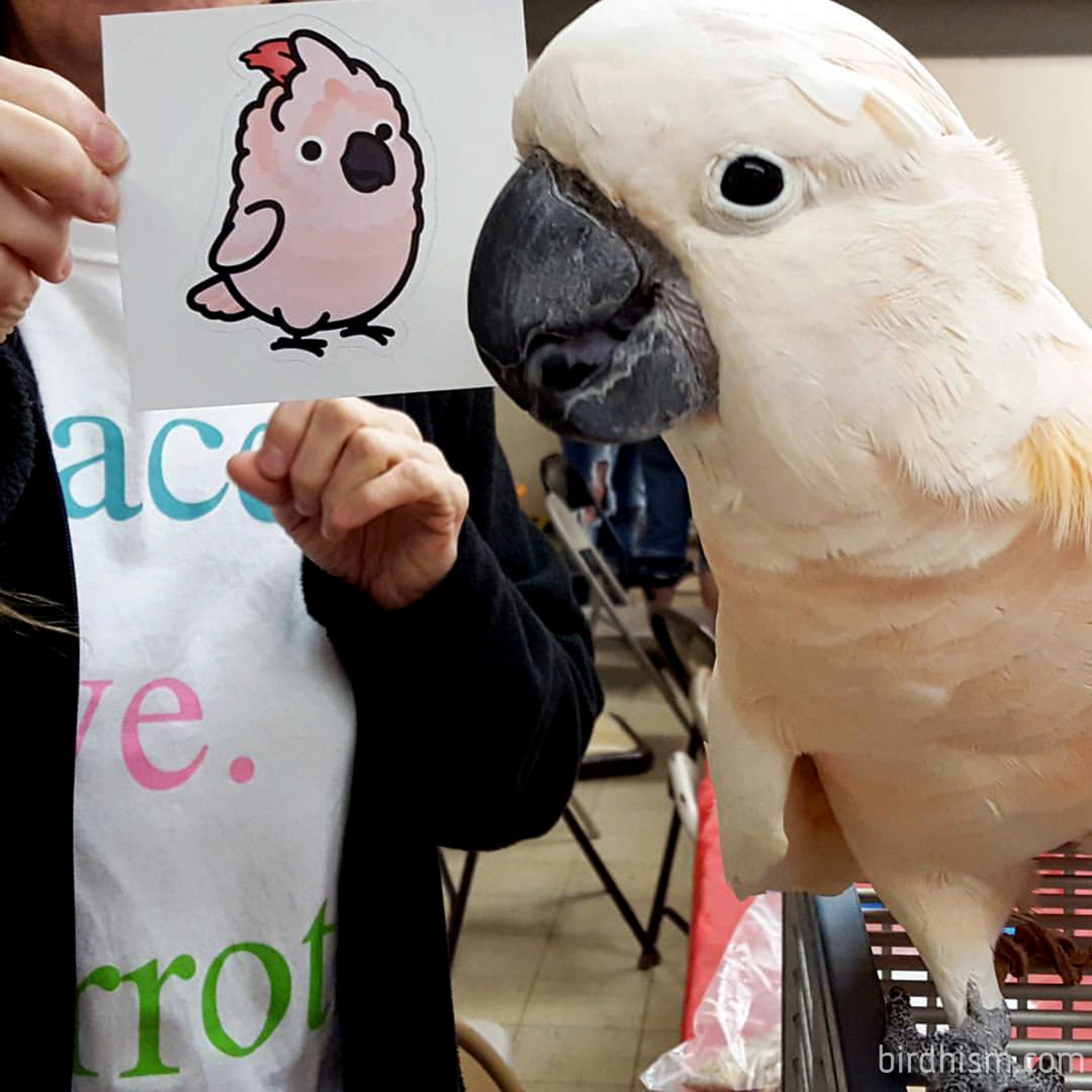 Chubby Cockatoo 3.5 Stickers - Etsy