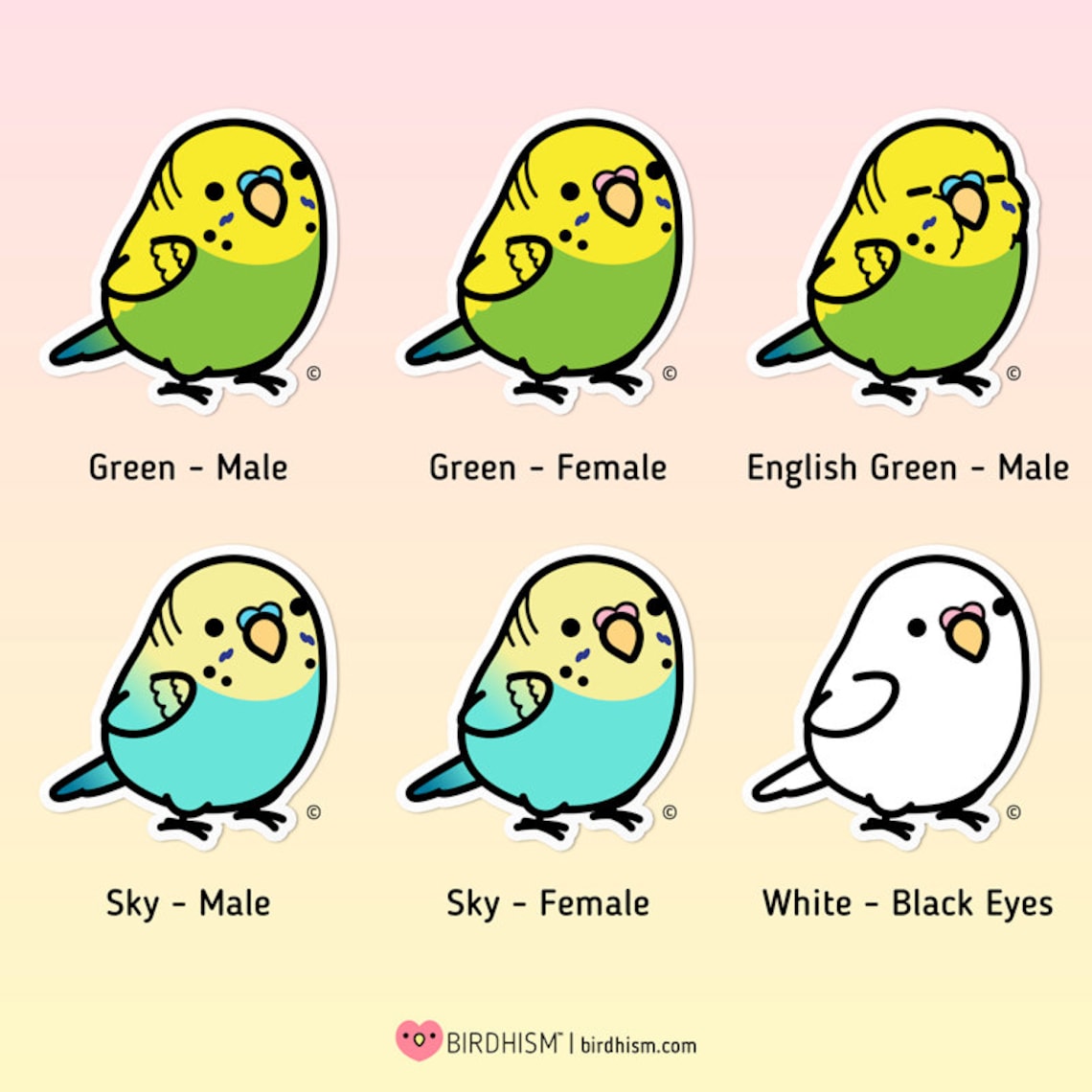 Chubby Budgie Parakeet 3.5 Sticker outdoor Quality | Etsy