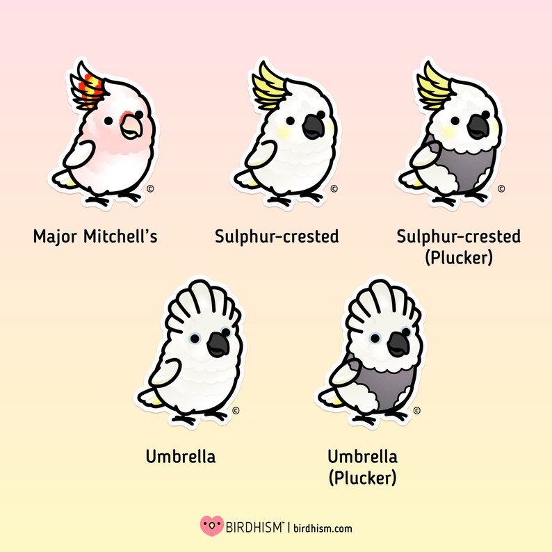 Chubby Cockatoo 3.5 Stickers - Etsy