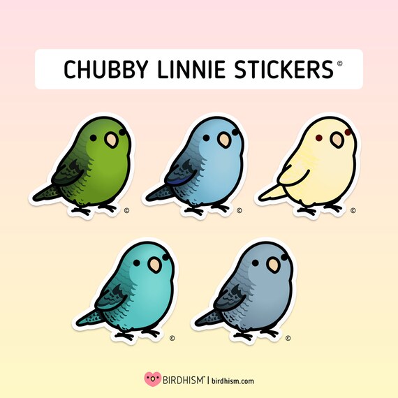 Yellow Lineolated Parakeet