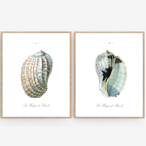 Seashell Print - Etsy