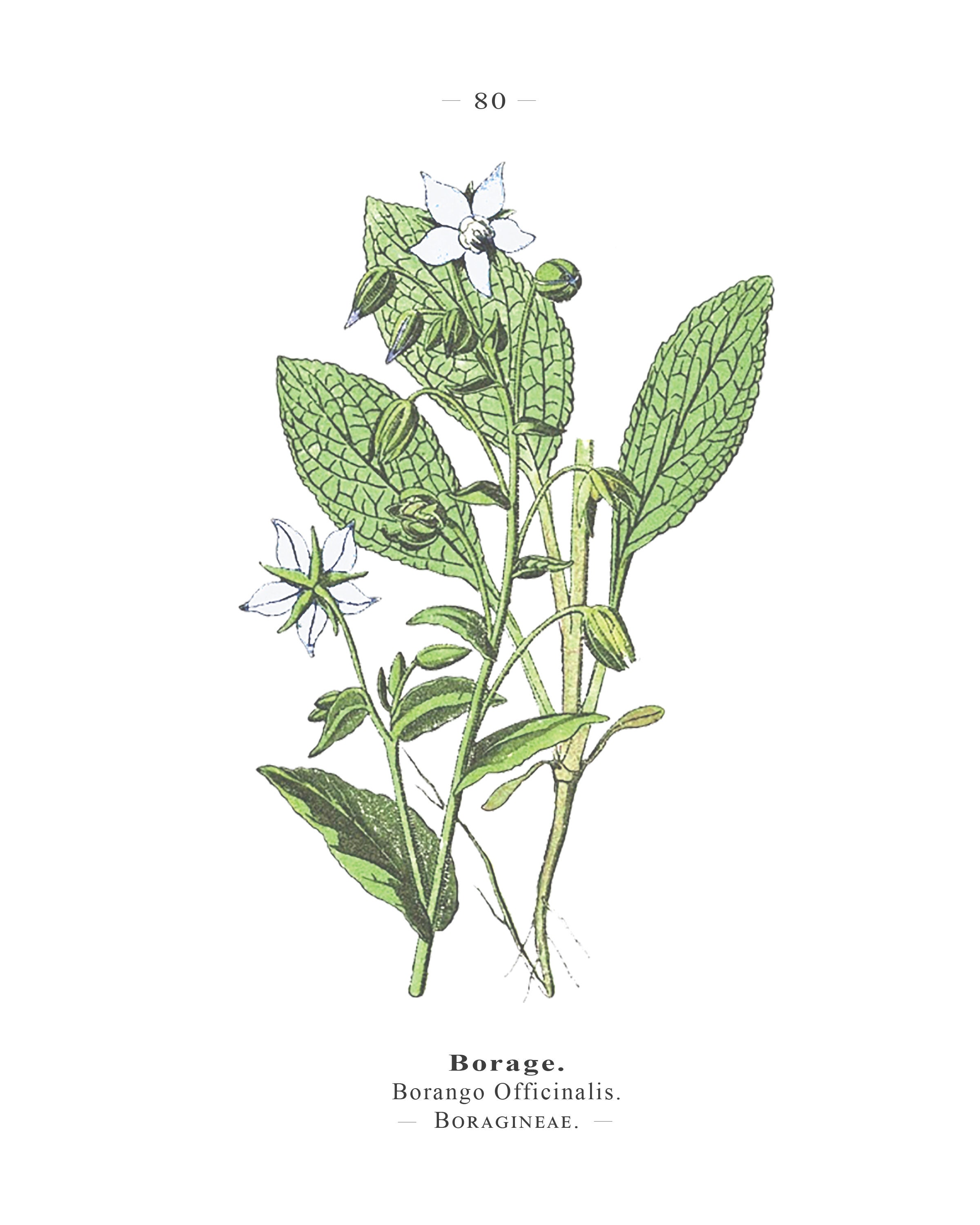 Borage Flower Drawing