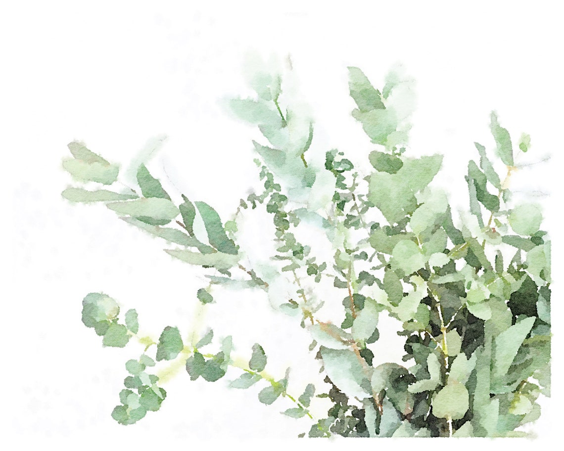 Eucalyptus Leaves Bunch Watercolor Print Digital Download, Botanical ...