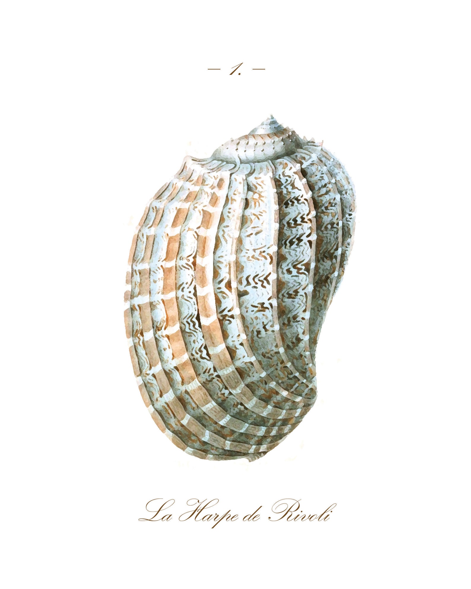 Set of 2 Vintage Style Seashell Printable Digital Download, Nautical ...