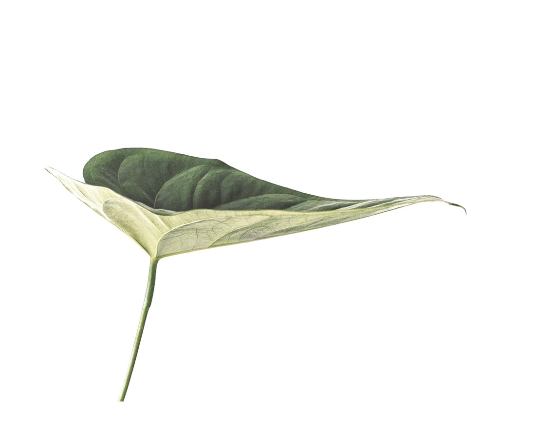 Set of 2 Single Leaf Art Prints Printable Digital Download | Etsy