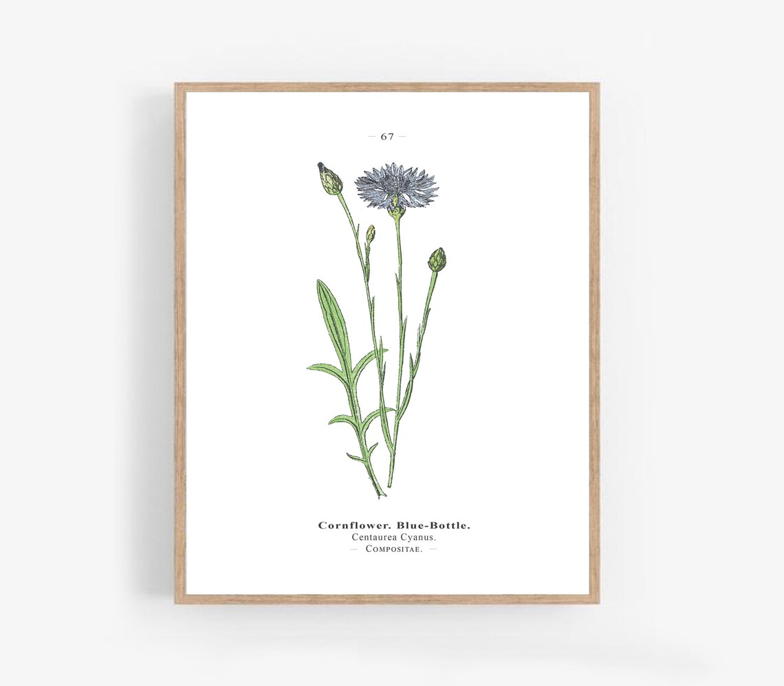 Botanical Print Cornflower Wall Art Printable Digital - Etsy