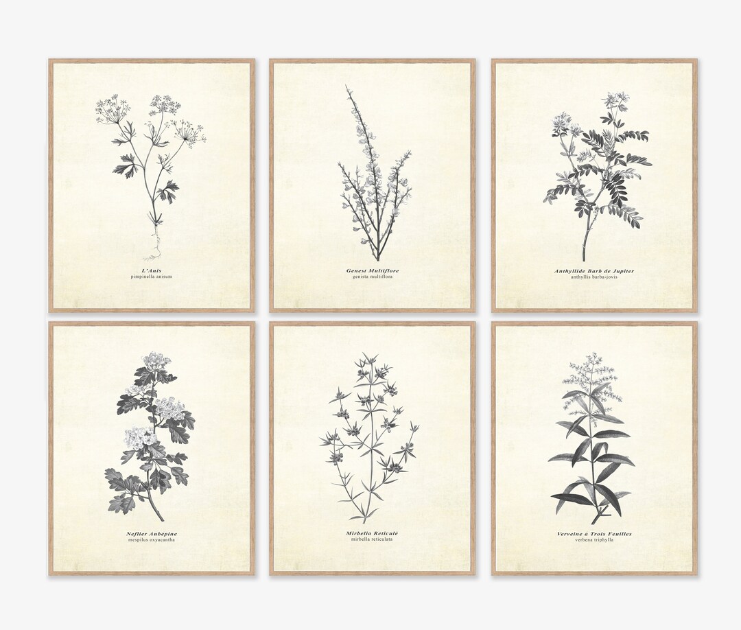 Neutral French Botanical Set of 6 Digital Download, Vintage ...