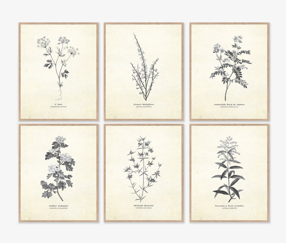 Neutral French Botanical Set of 6 Digital Download Vintage - Etsy