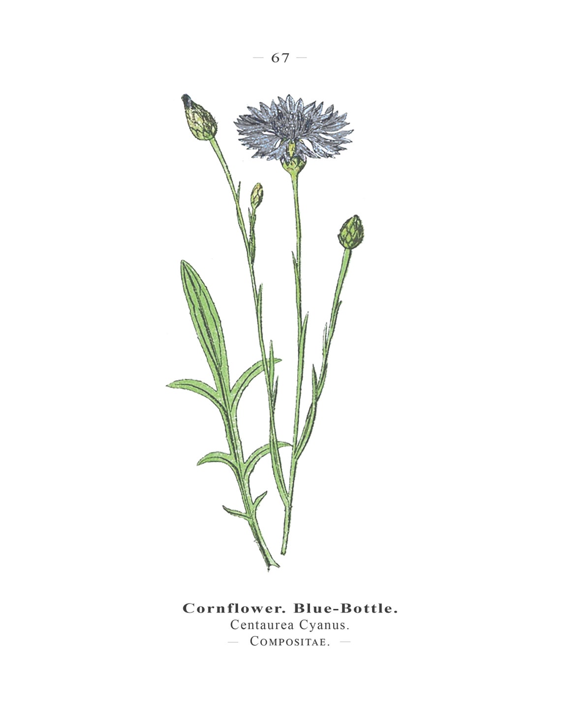 Botanical Print Cornflower Wall Art Printable Digital | Etsy