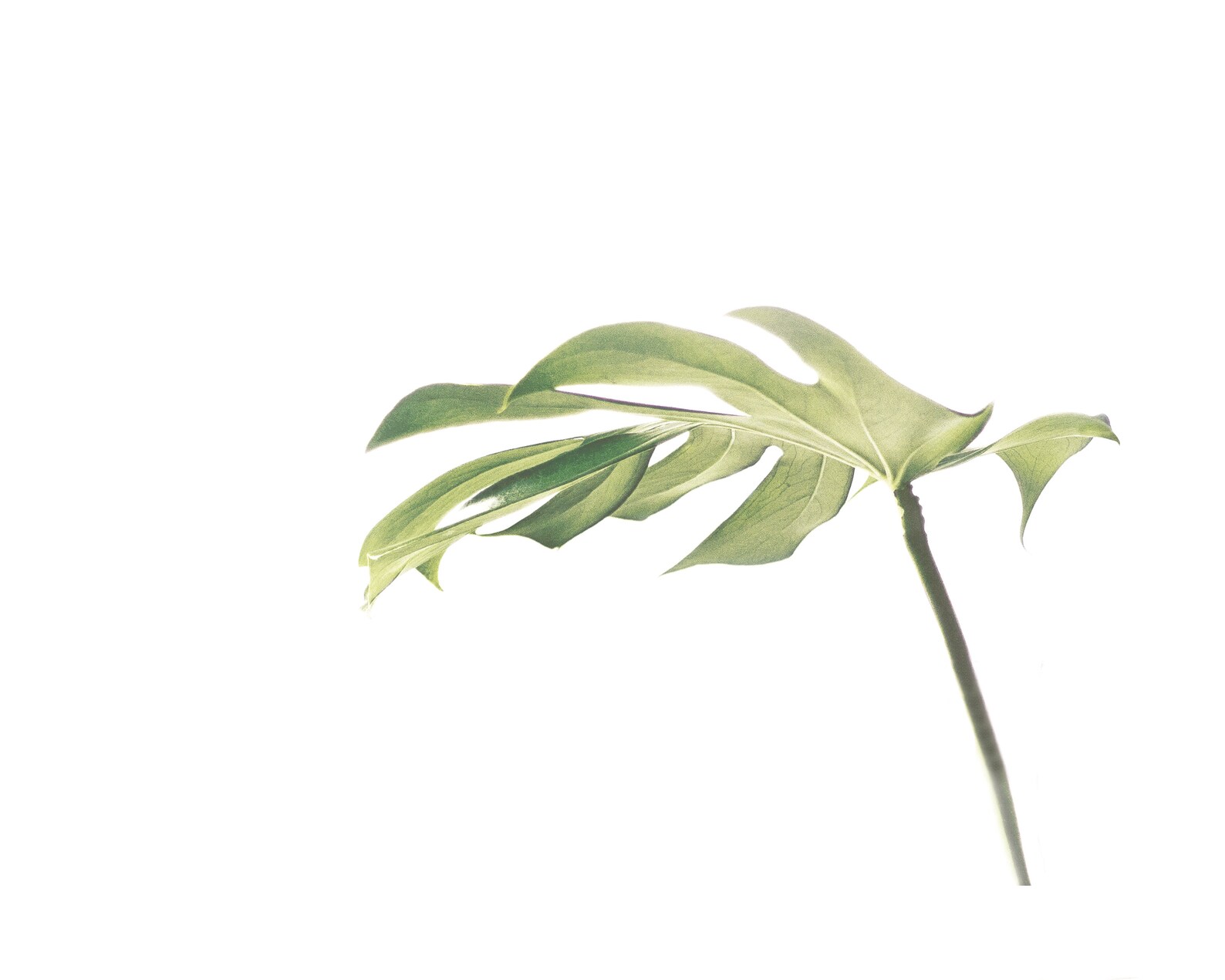 Set of 2 Single Leaf Art Prints Printable Digital Download | Etsy