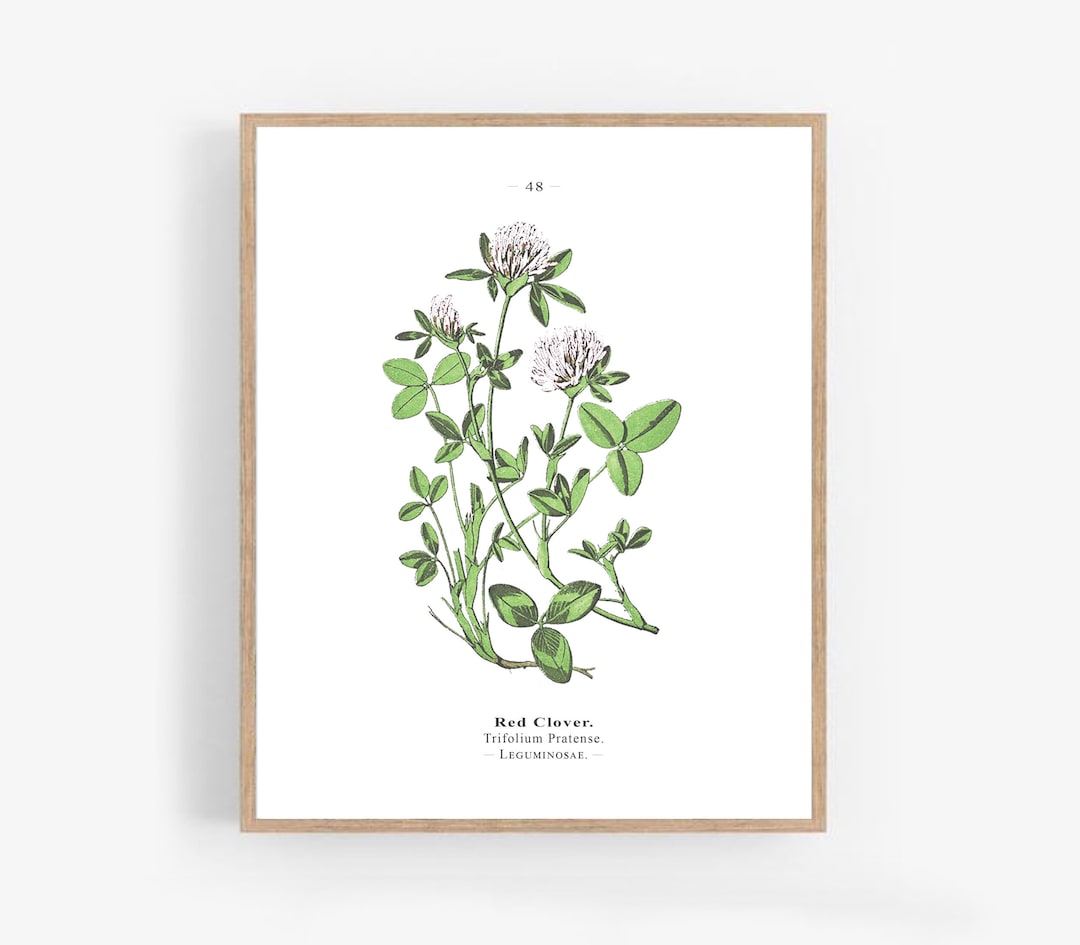 Botanical Print Red Clover Printable Wall Art Digital - Etsy