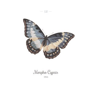 Butterfly Vintage Scientific Illustration Botanical Wall Art - Etsy