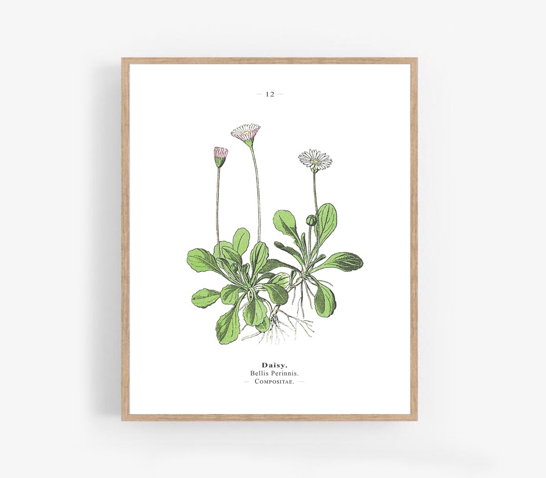 Daisy Botanical Print Flower Wall Art, Printable Digital Download ...