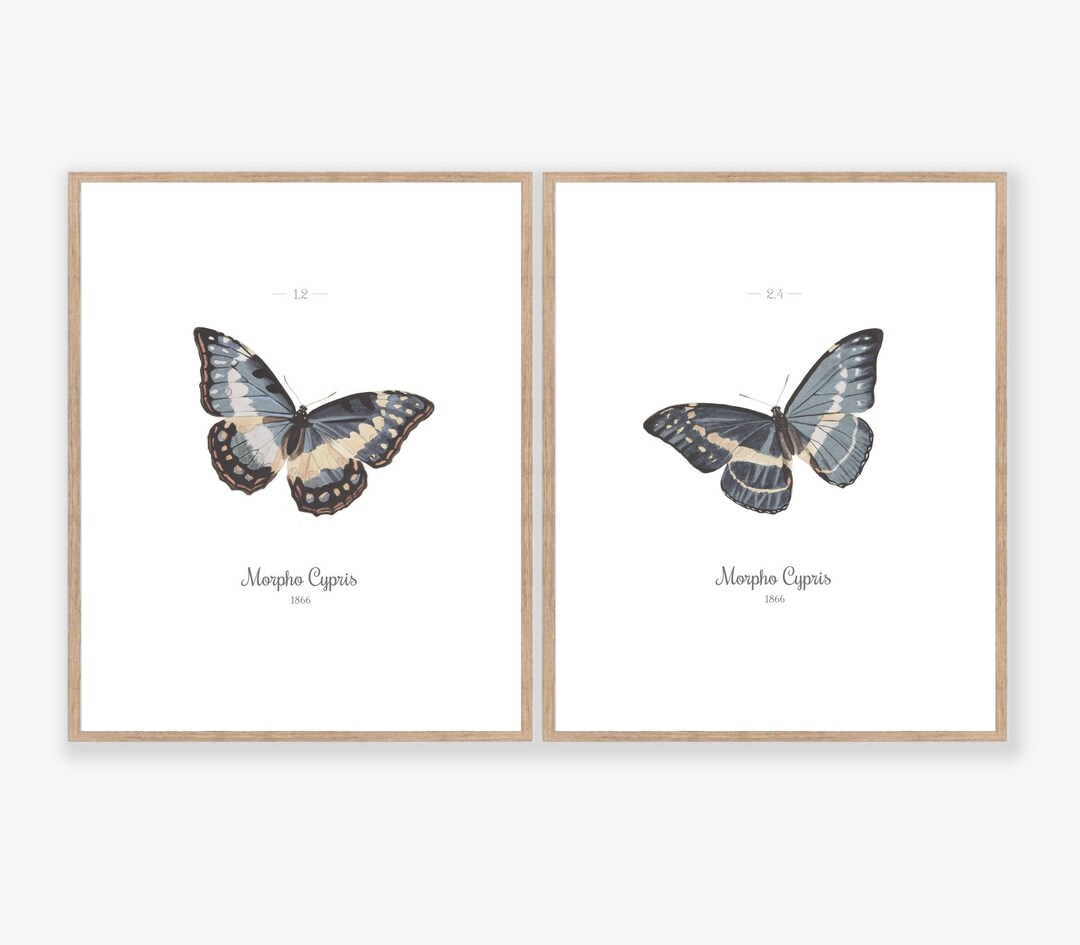 Butterfly Vintage Scientific Illustration Botanical Wall Art - Etsy