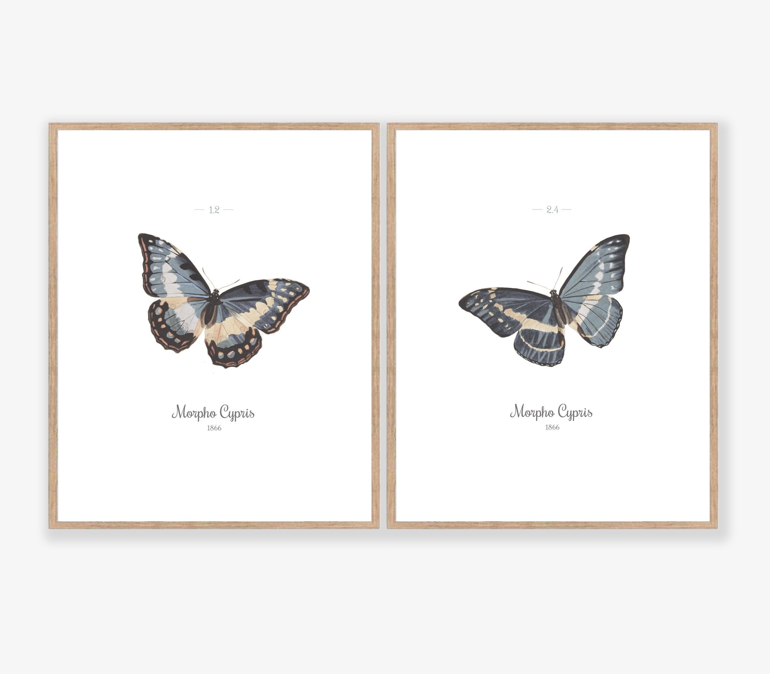 Butterfly Scientific Illustration