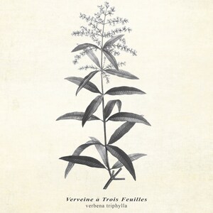 Neutral French Botanical Set of 6 Digital Download, Vintage ...