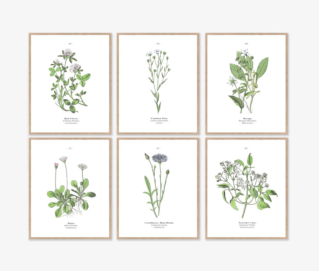 Botanical Print Set of 6 Printable Digital Download Wall Art Scientific ...