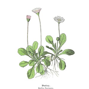 Daisy Botanical Print Flower Wall Art, Printable Digital Download ...