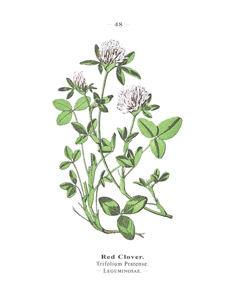 Botanical Print Red Clover Printable Wall Art Digital | Etsy