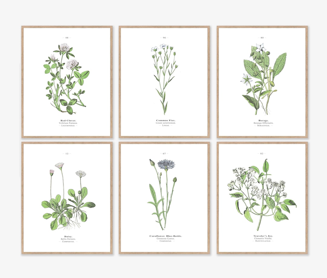 Set of 6 Botanical Prints Wall Art, Printable Digital Download, Vintage ...