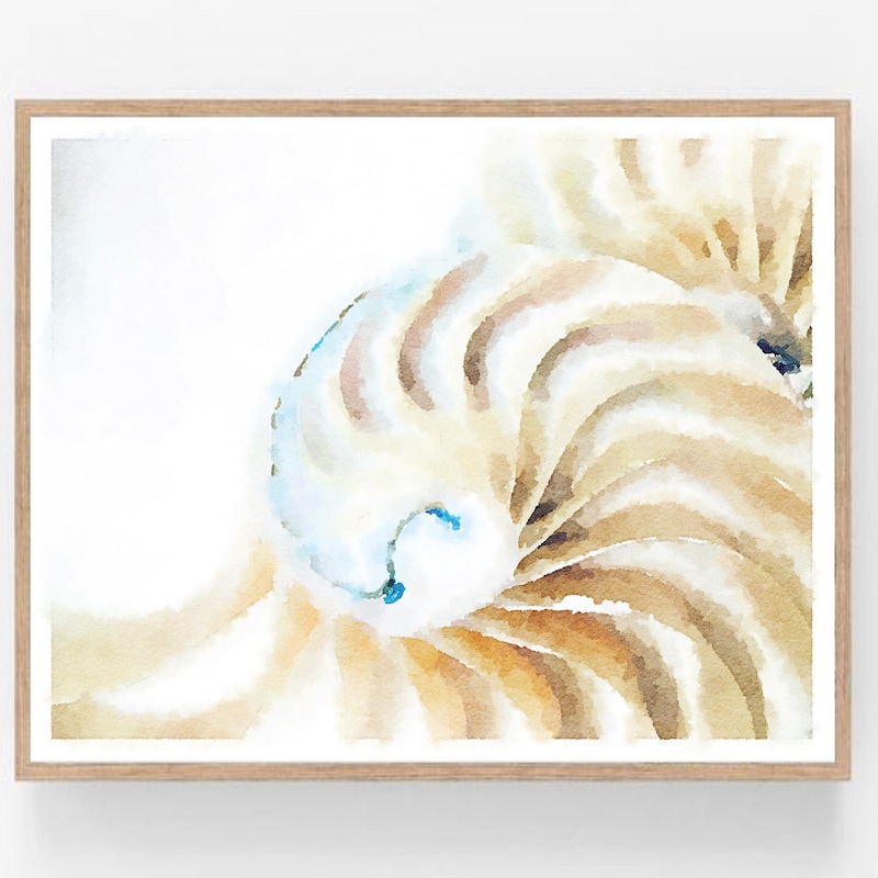 Abstract Shells - Etsy