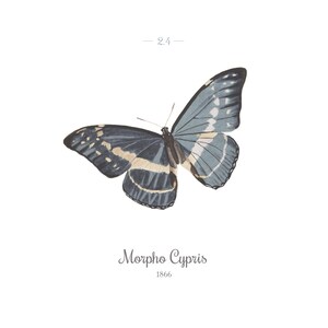 Butterfly Vintage Scientific Illustration Botanical Wall Art - Etsy