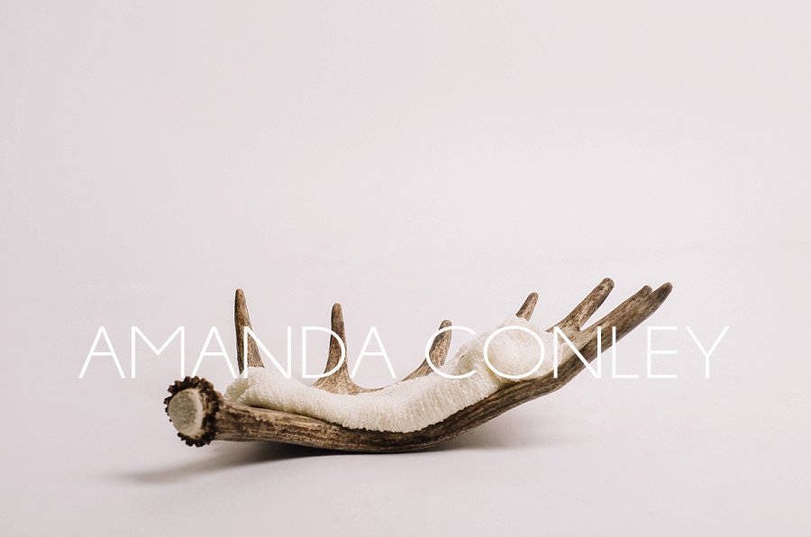 Newborn Digital Background- Moose Antler | Newborn Digital Prop ...