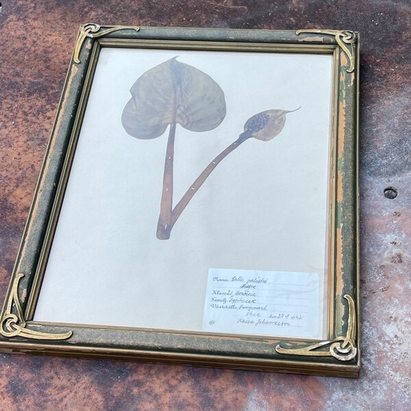Herbarium Frame - Etsy