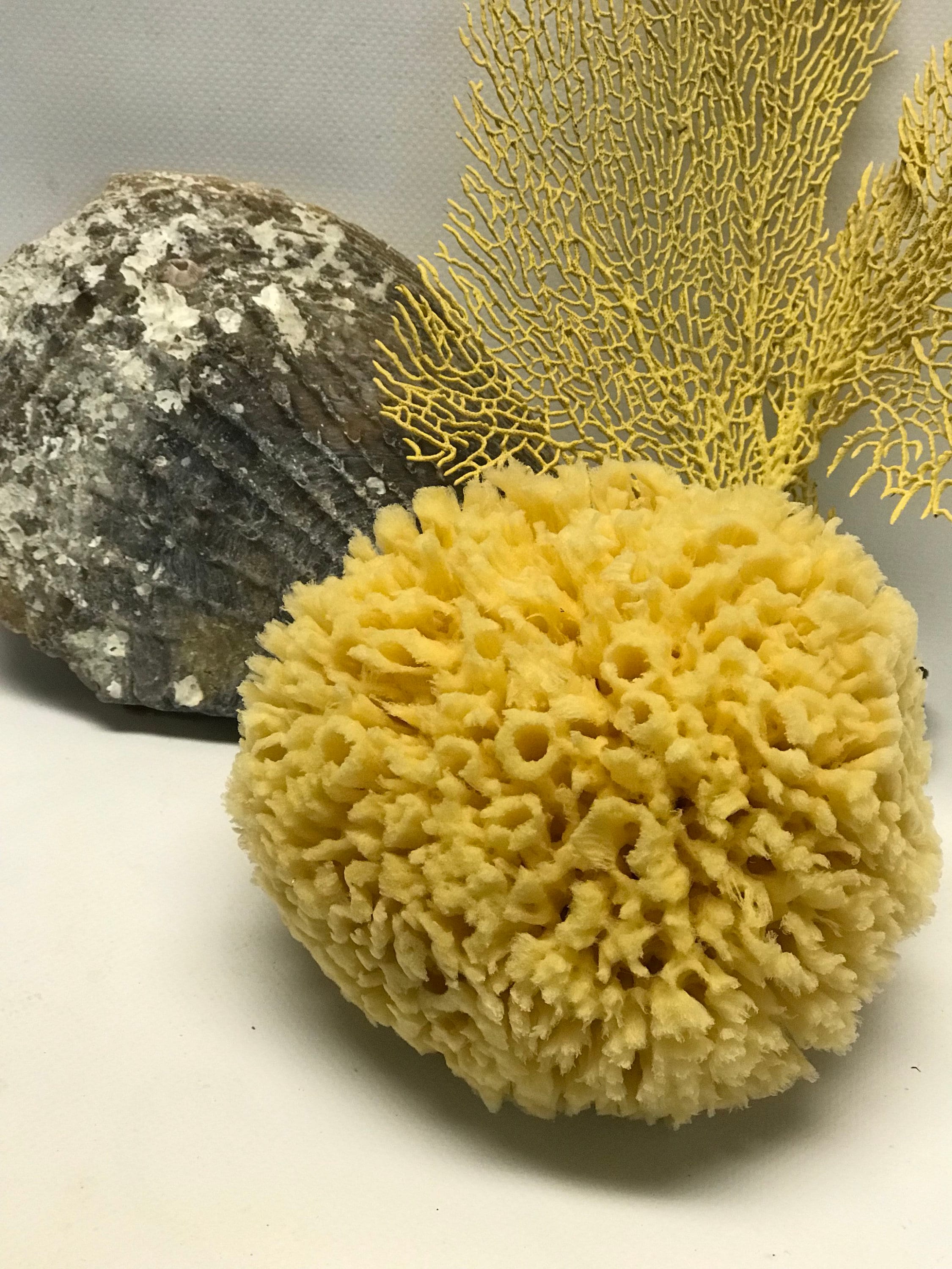 Natural Sea Sponge - Etsy
