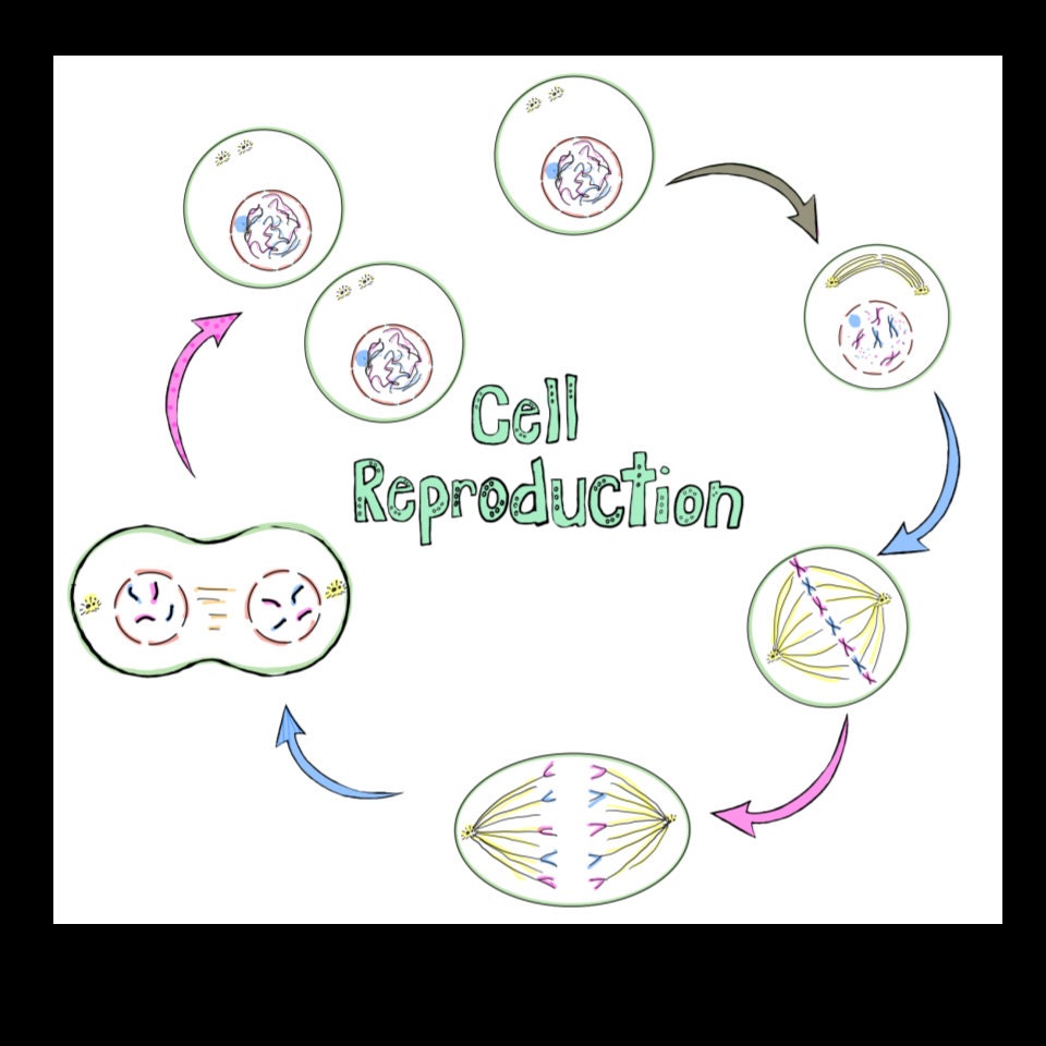 Science Clip Art CELLS Cell Cycle Mitosis Word Art for Teachers ...