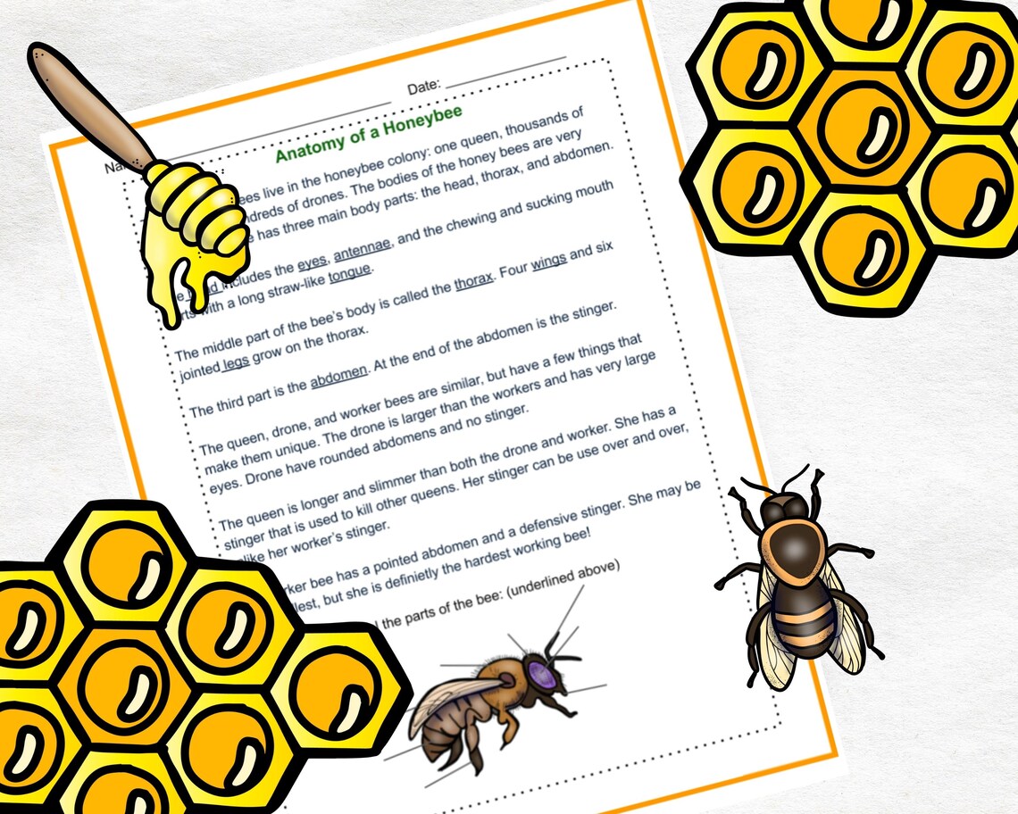 Life Cycle of a Bee Insect Worksheet Honeybee Printable Science for ...