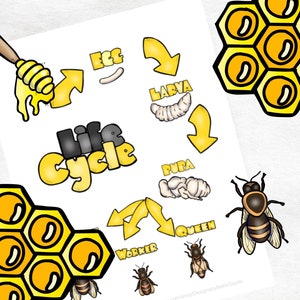Life Cycle of a Bee- Insect Worksheet - Honeybee Printable - Science ...