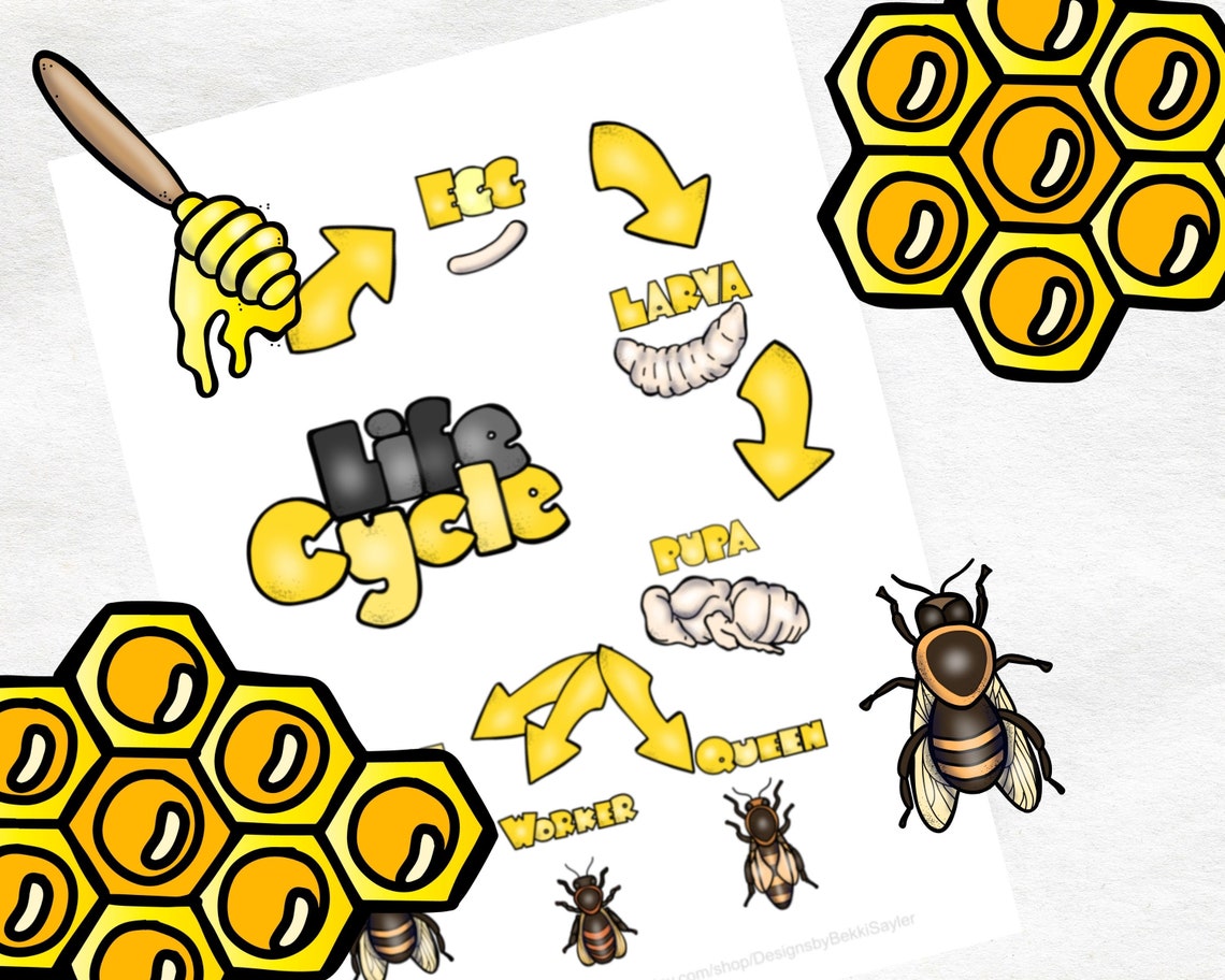 Life Cycle of a Bee- Insect Worksheet - Honeybee Printable - Science ...