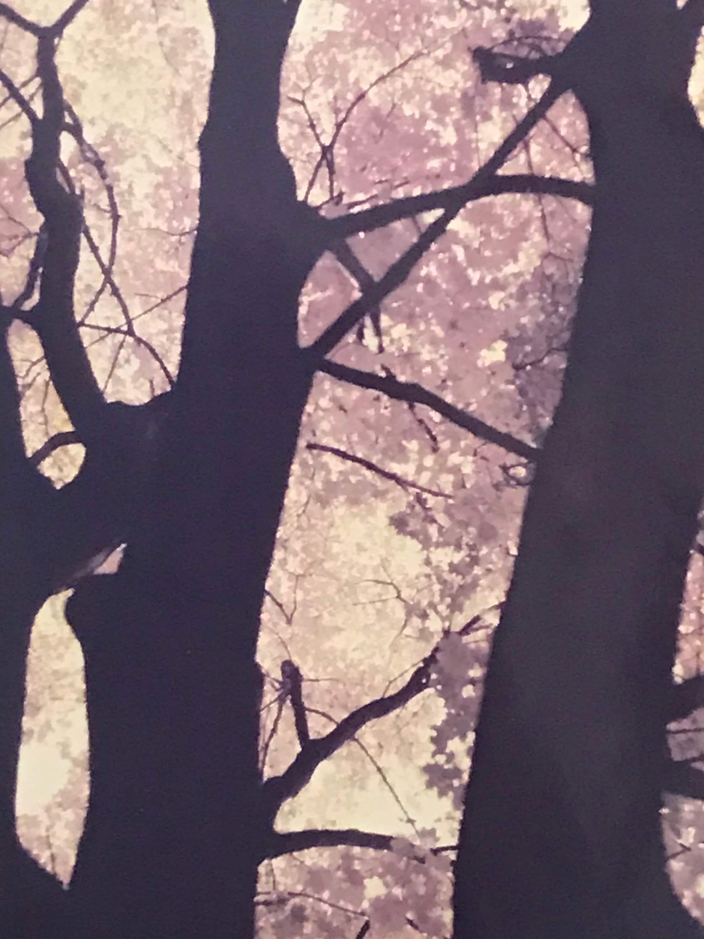 Signed Photograph by Quentin Smith, Titled "black and Gold" - Etsy