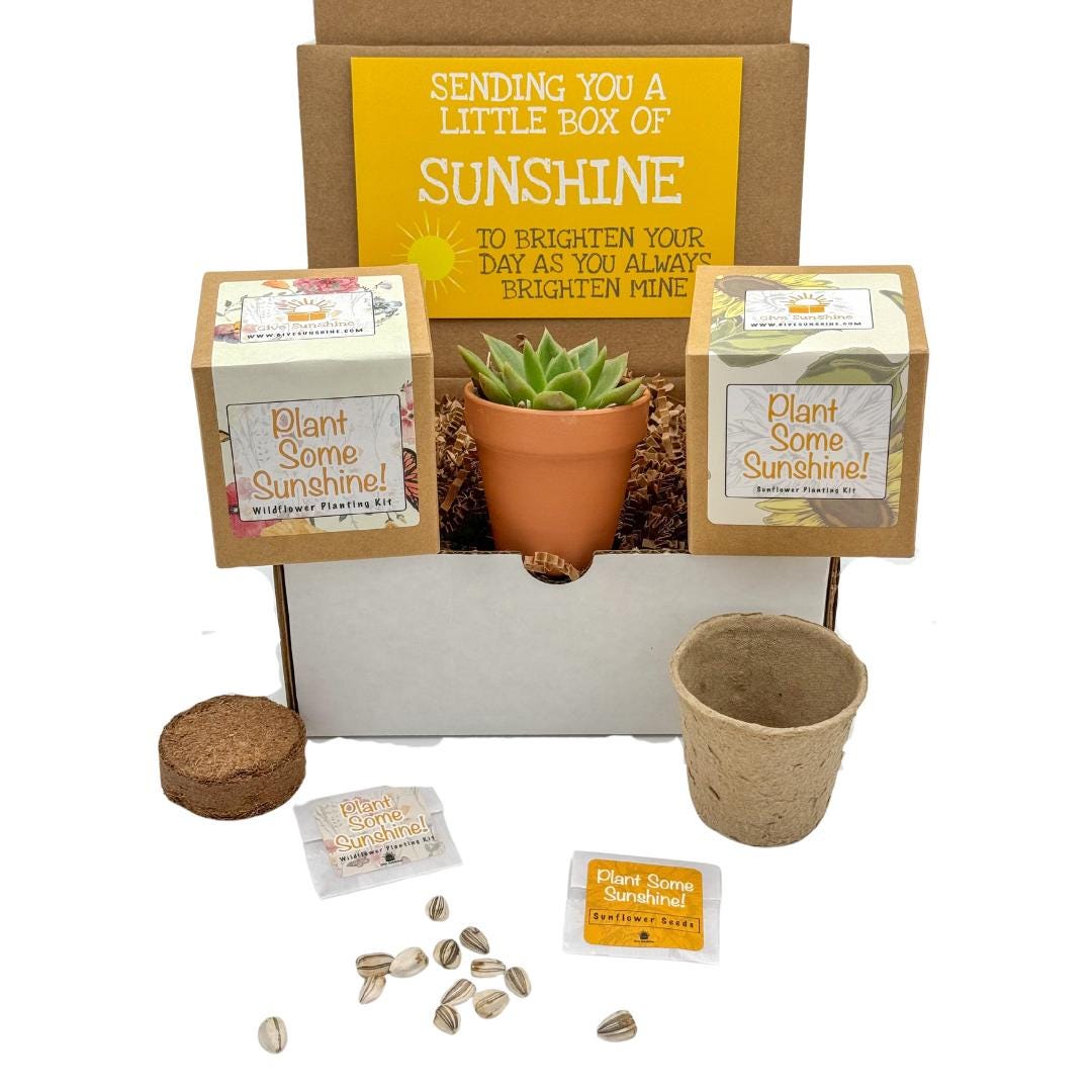 Growing in Sunlight Box - Etsy