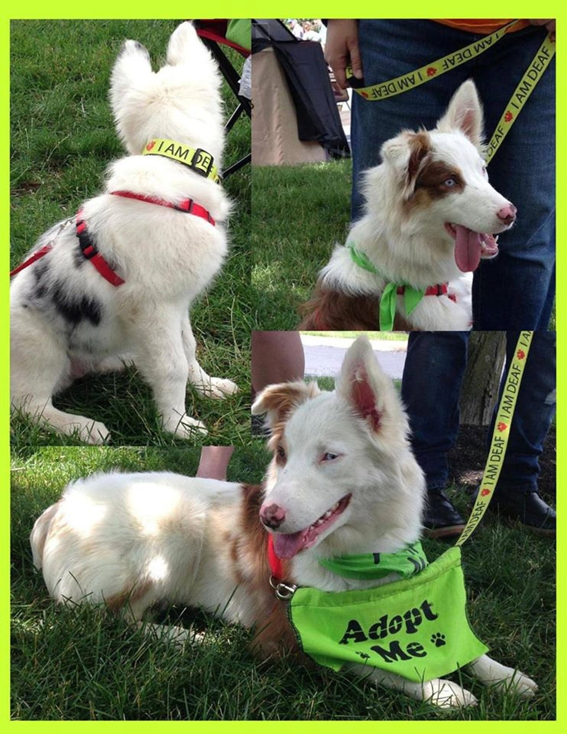I AM DIABETIC Dog Collar or Leash 1" or 3/4" Width - Special Needs ...