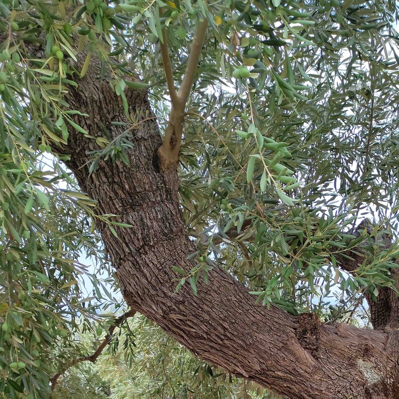 Twig Wedding Band Set Tree Branch Matching Bands Sterling - Etsy