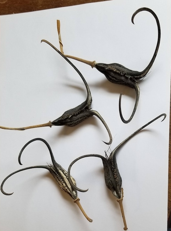 Devil's Claw Devils Claw Devil Claw Devil Talon Satans - Etsy