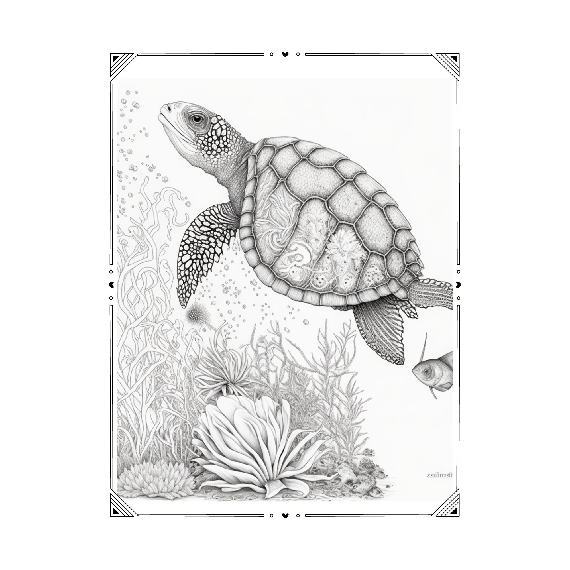 Invertebrates Volume 2! 25 Printable Coloring Pages! 8.5" by 11" - Etsy