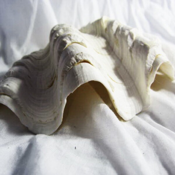Mother of Clam Shell - Etsy