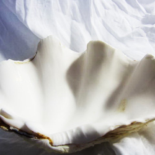 Mother of Clam Shell - Etsy