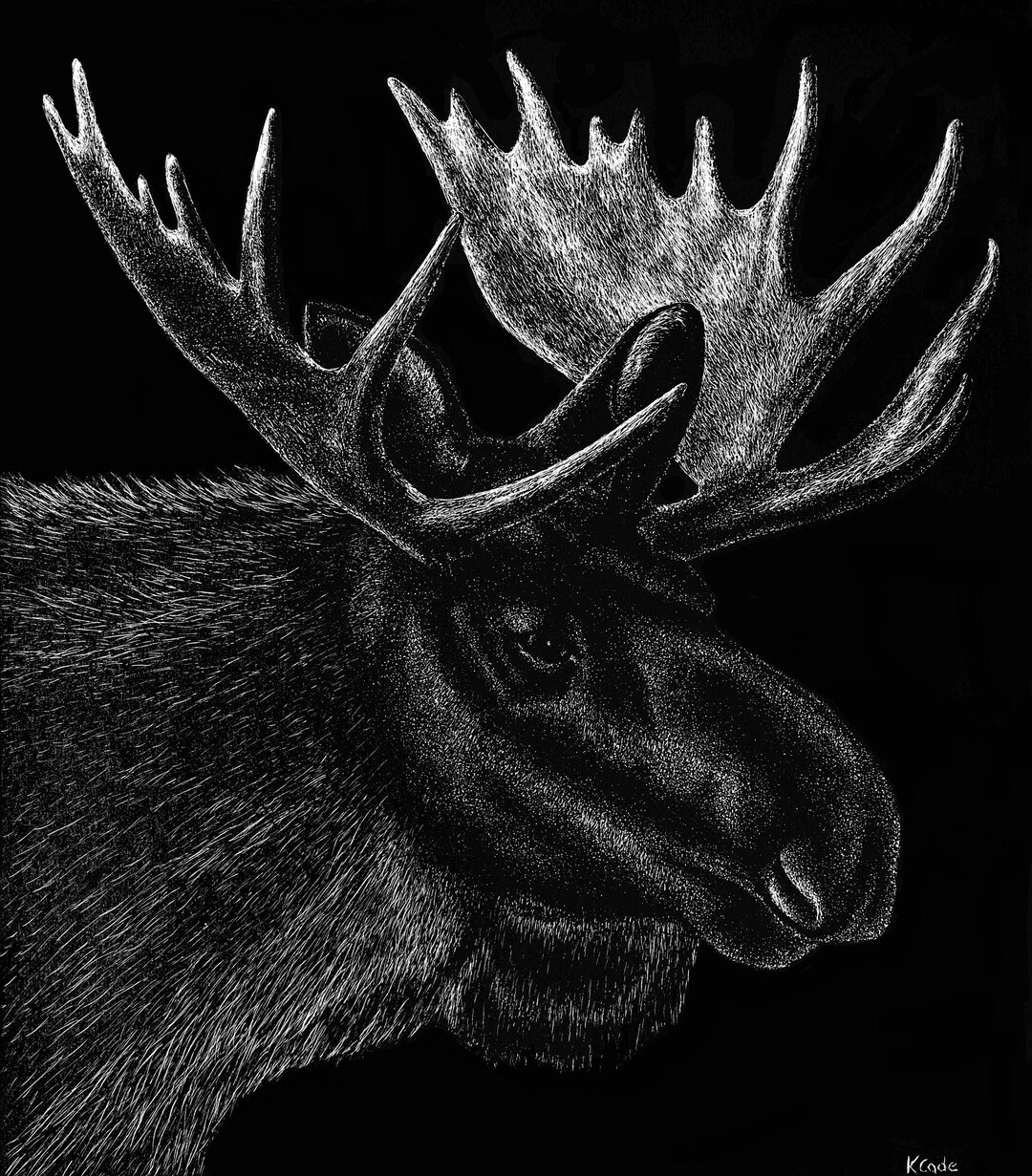 Lithograph Print "moose" A Pen and Ink on Scratchboard Drawing of a ...