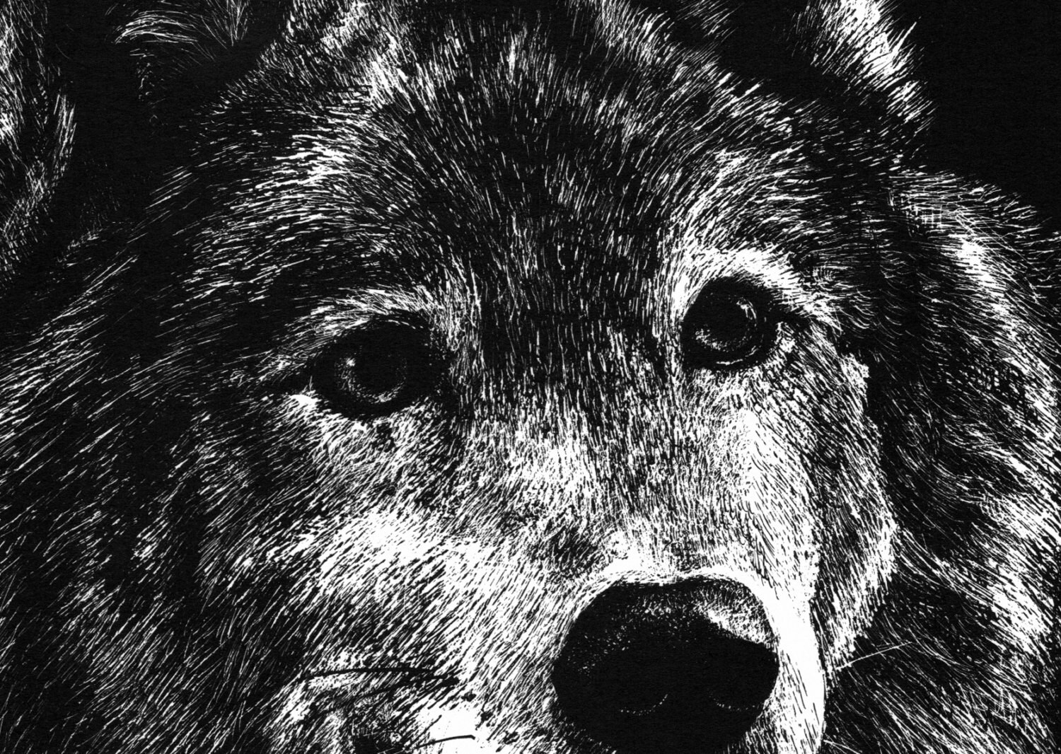 Lithograph Print wolf A Pen and Ink on Scratchboard Drawing of a Gray ...