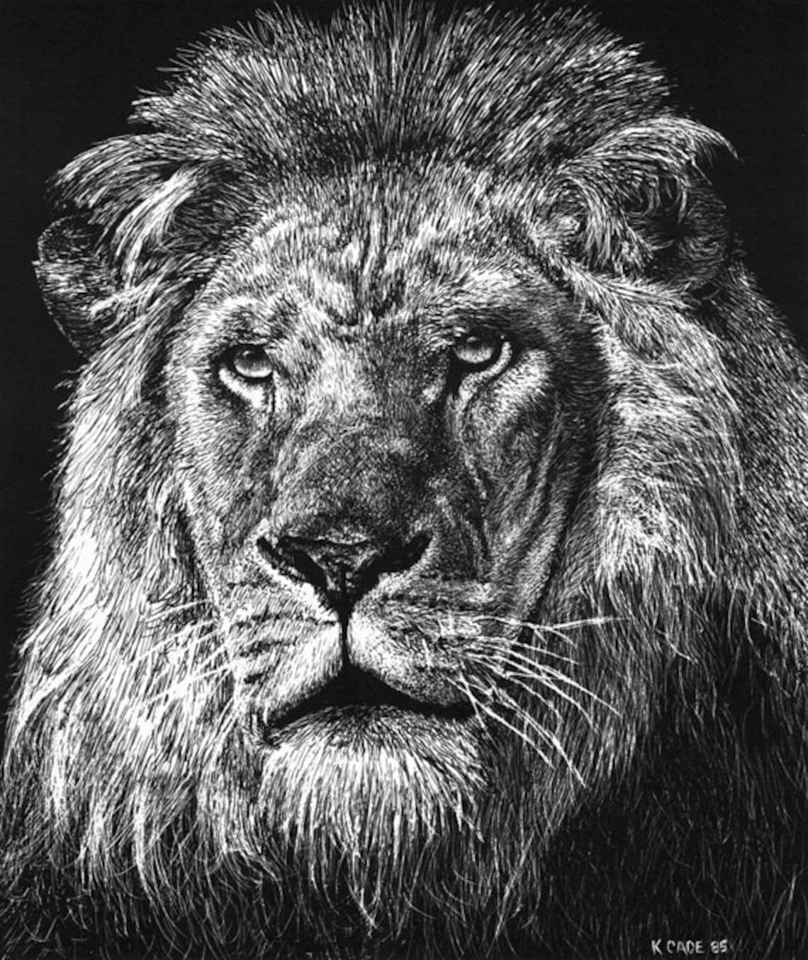 Lithograph Print "lion" A Pen and Ink on Scratchboard Drawing of a Lion ...
