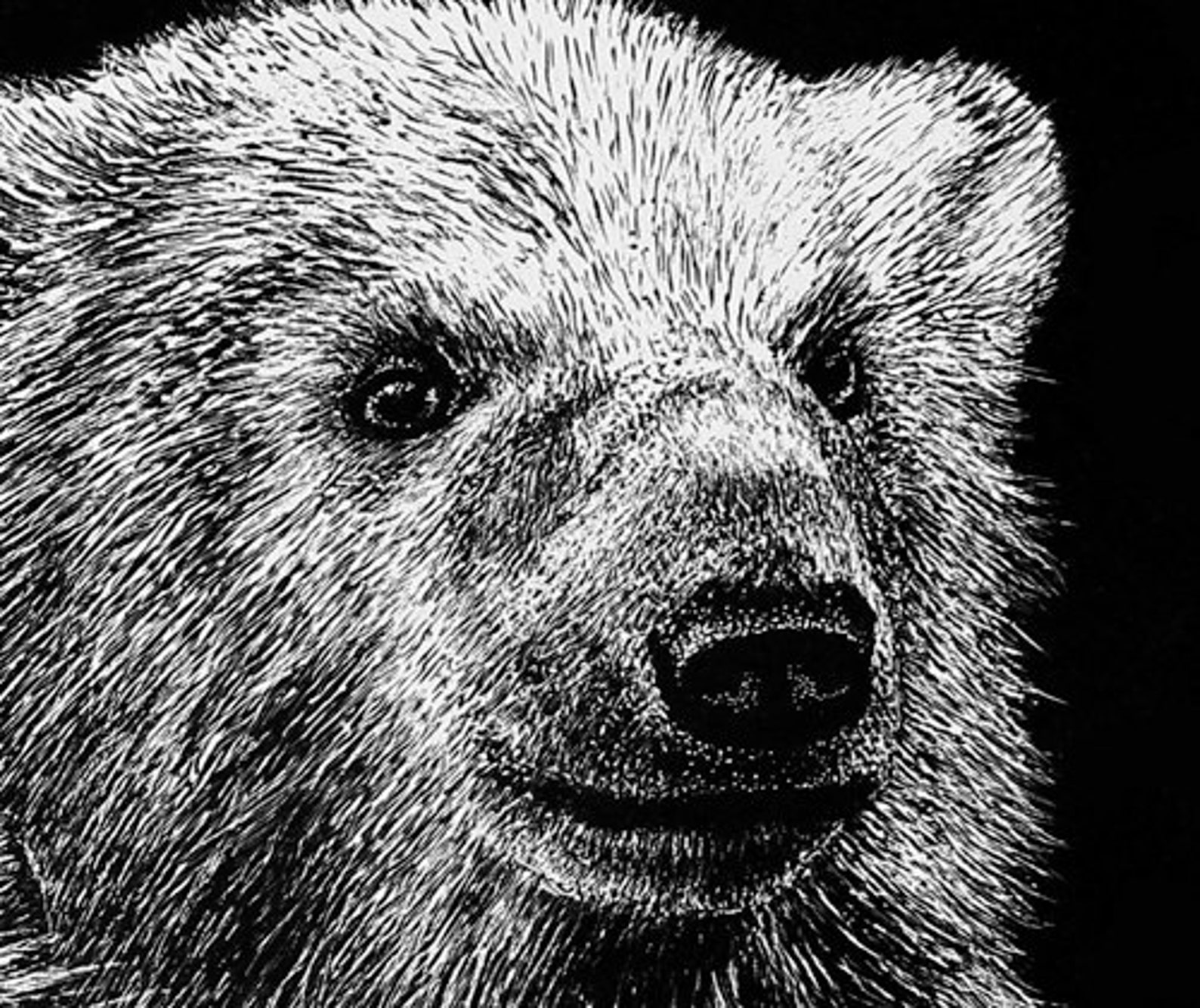 Lithograph Print baby Bears A Pen and Ink on Scratchboard Drawing of ...