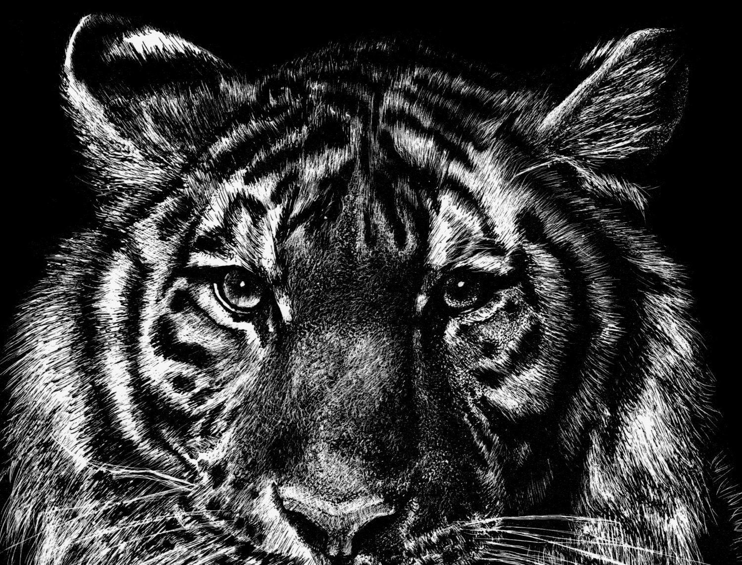Lithograph Print "tiger" A Pen and Ink on Scratchboard Drawing of a ...