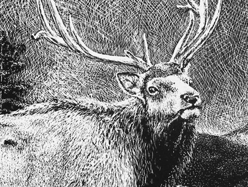 Limited Edition Lithograph Print: Majestic Elk Scratchboard Art - Etsy