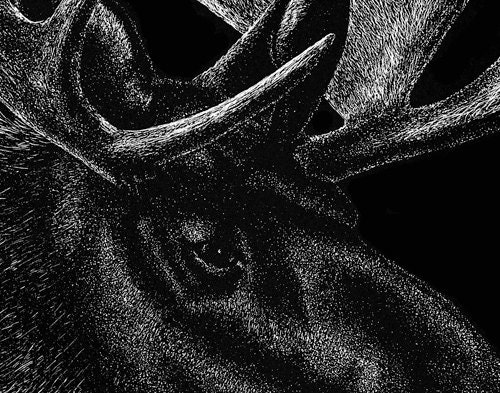 Lithograph Print "moose" A Pen and Ink on Scratchboard Drawing of a ...