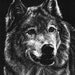 Lithograph Print "wolf" A Pen and Ink on Scratchboard Drawing of a Gray ...