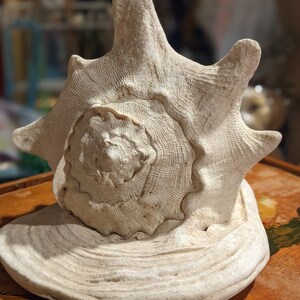 Queen Helmet Conch Shell Vintage // Home Decor - Etsy
